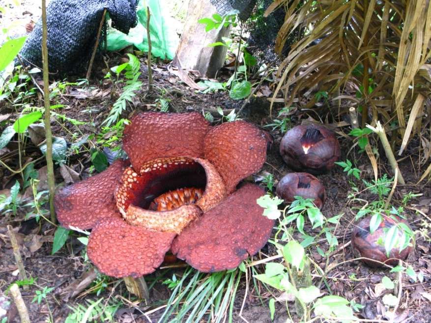Did You Knew These Facts About The World’s Largest Flower ‘Rafflesia ...